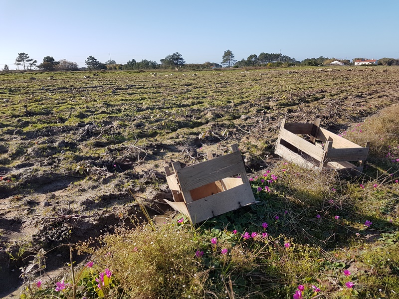 Rogil - mijn favoriete dorp aan de westkust van de Algarve